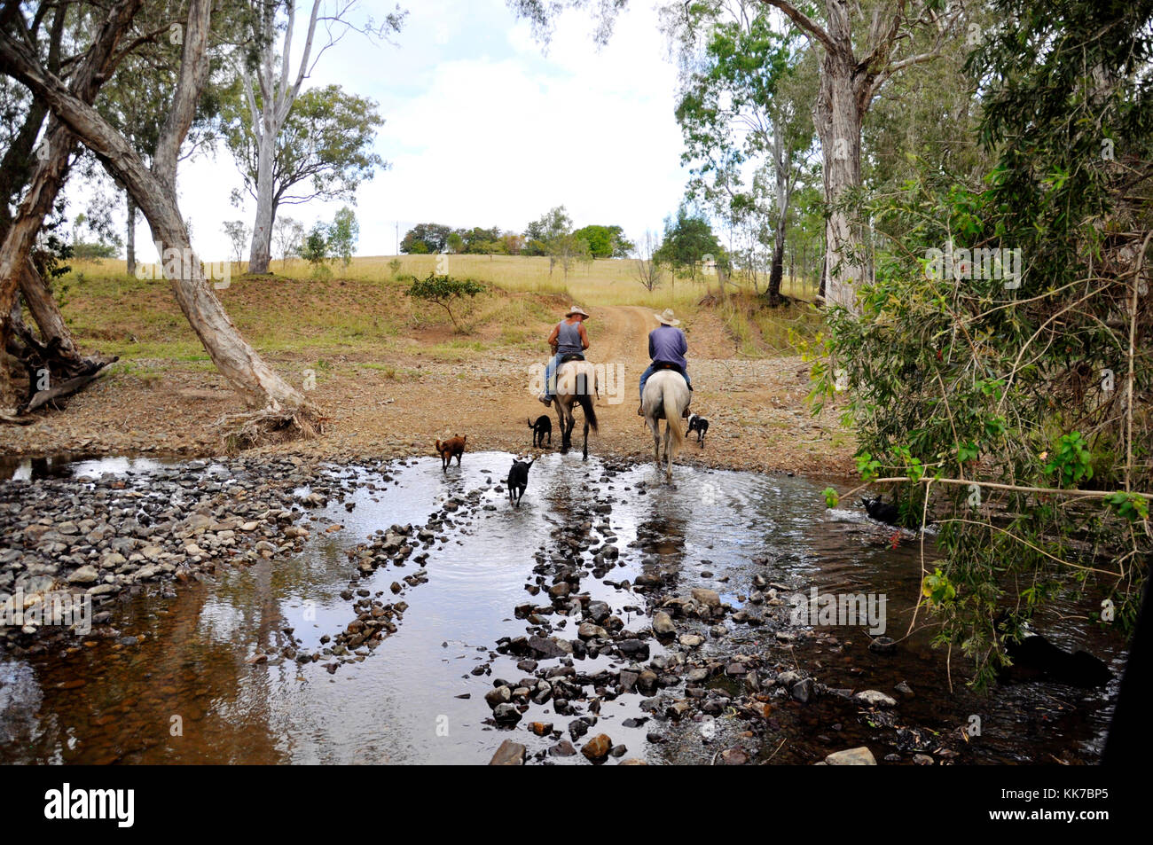 STOCK MAN. CATTLE MEN. RINGERS Stock Photo - Alamy