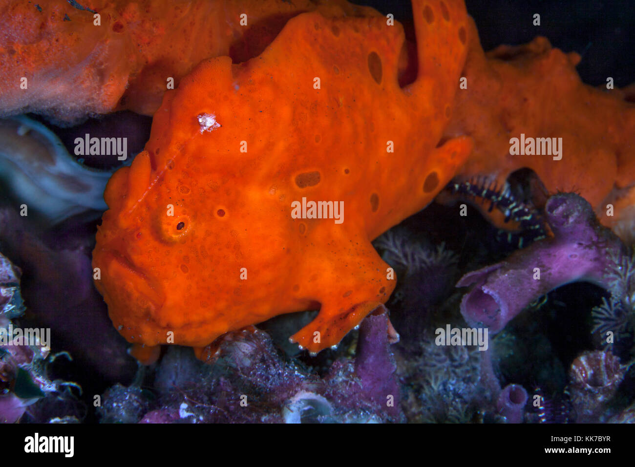 Anglerfish deep sea hi-res stock photography and images - Alamy