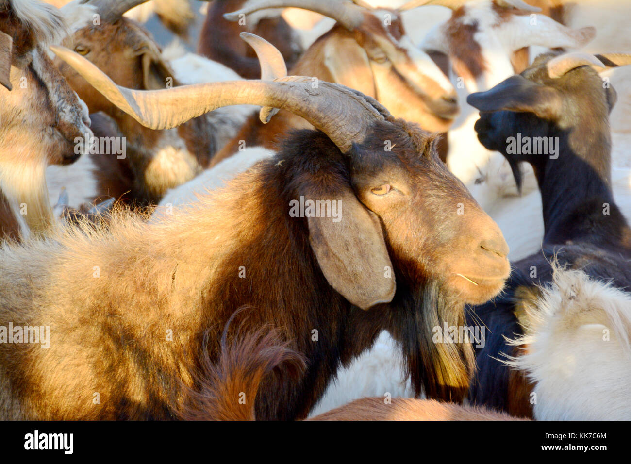 A HERD OF GOATS Stock Photo - Alamy