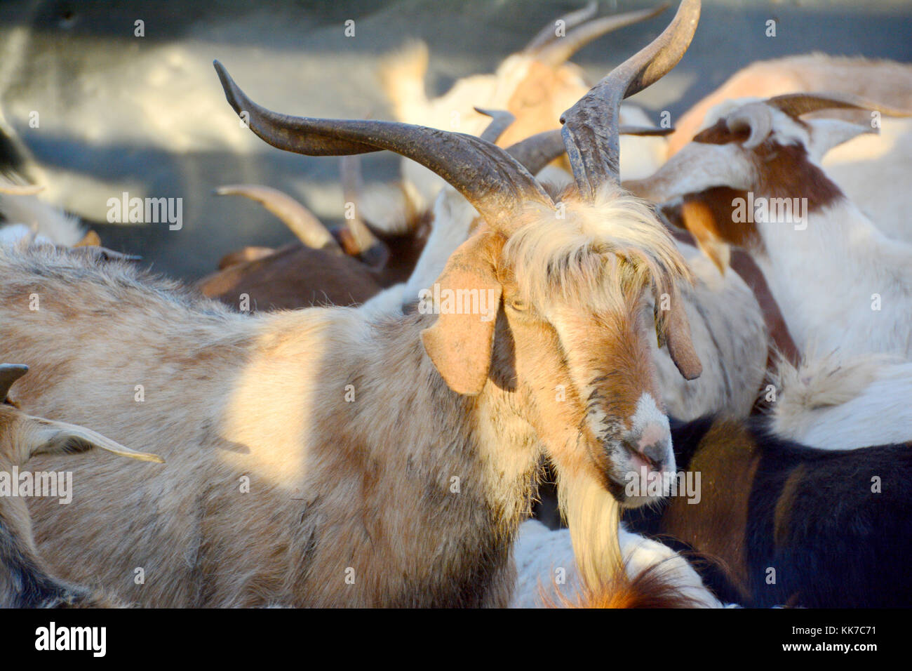 A HERD OF GOATS Stock Photo - Alamy
