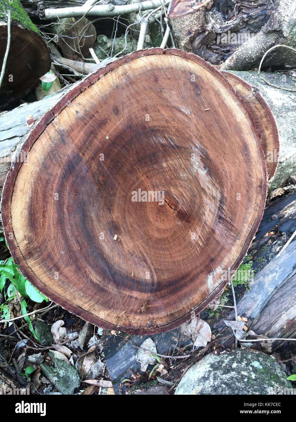 slice of cutted wood log with wood ribs Stock Photo - Alamy