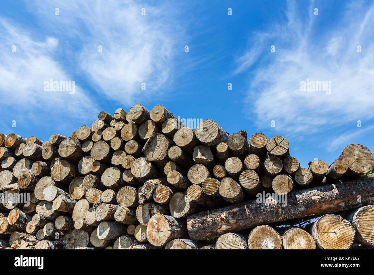 Large quantity of cut and stacked pine timber waiting to be transported ...