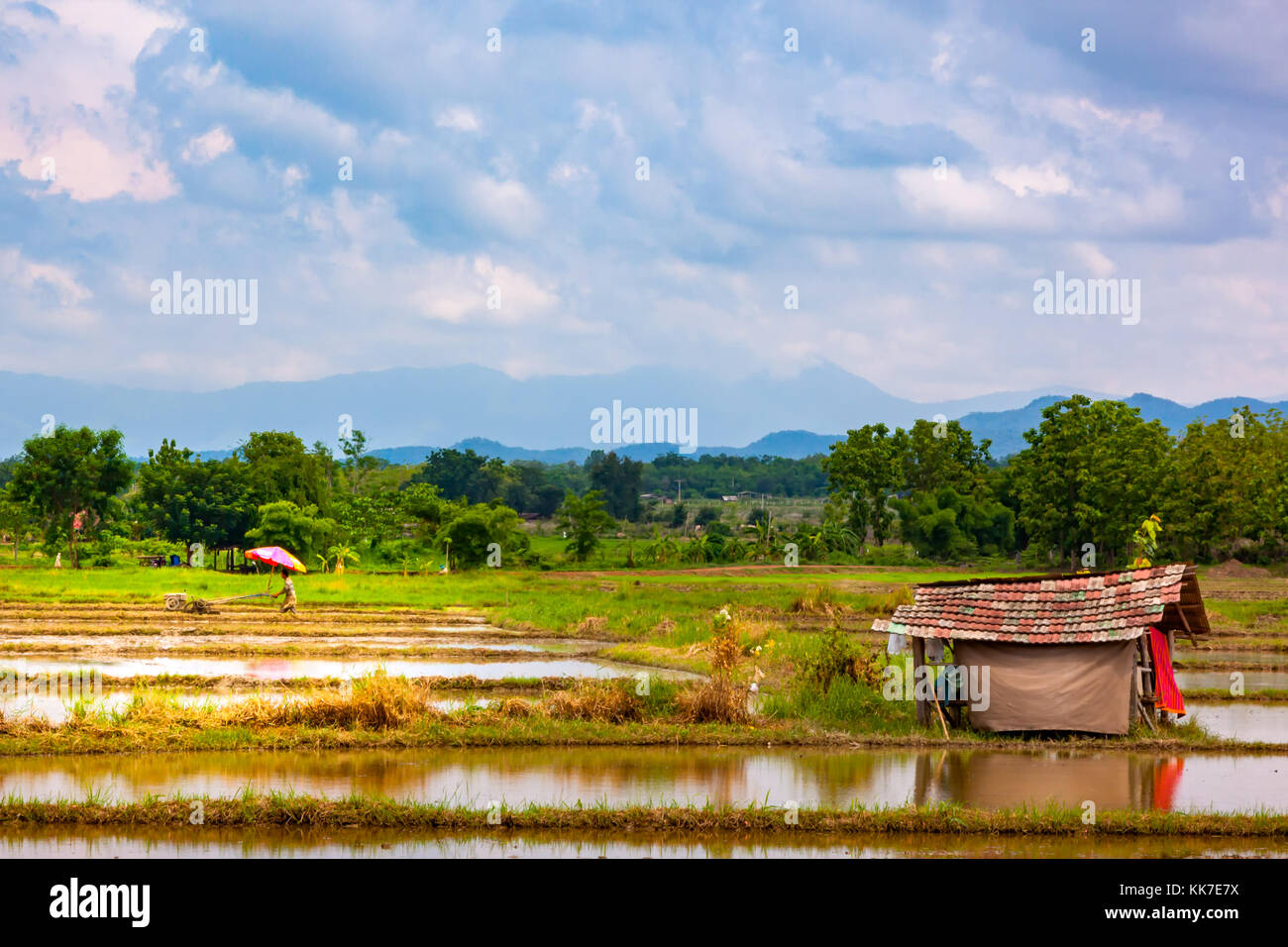 View of watered paddy field with small hut in the rural of Thailand ...