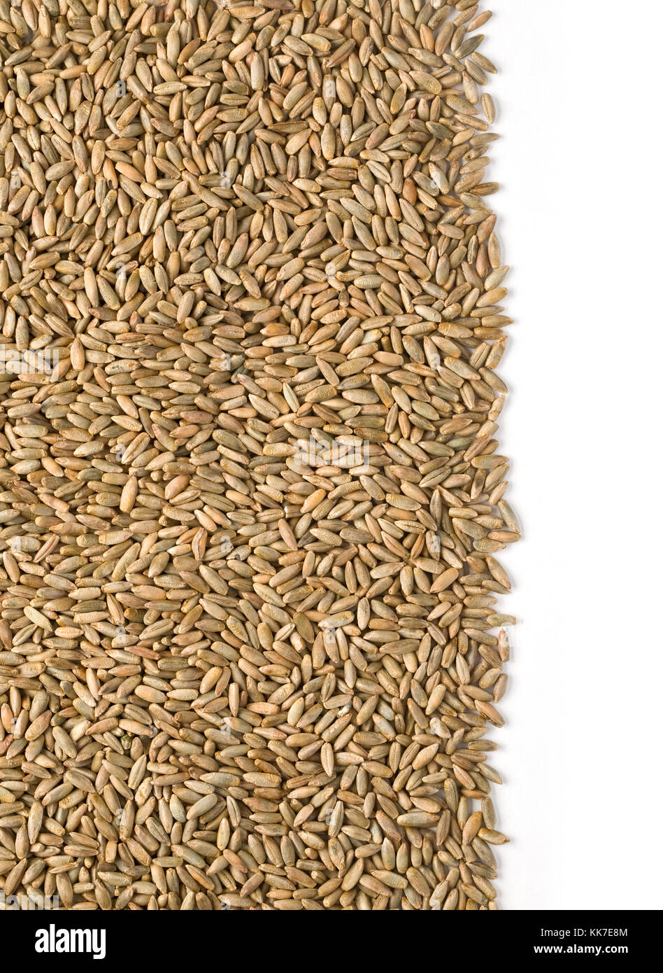 rye close-up isolated on white background with clippng path Stock Photo ...