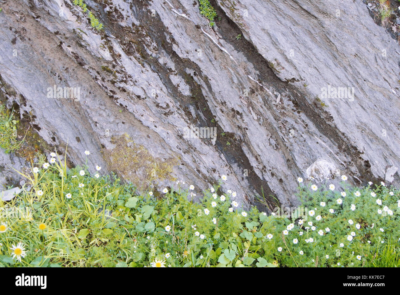Close up of details of natural rock cut texture and green alpine grass ...