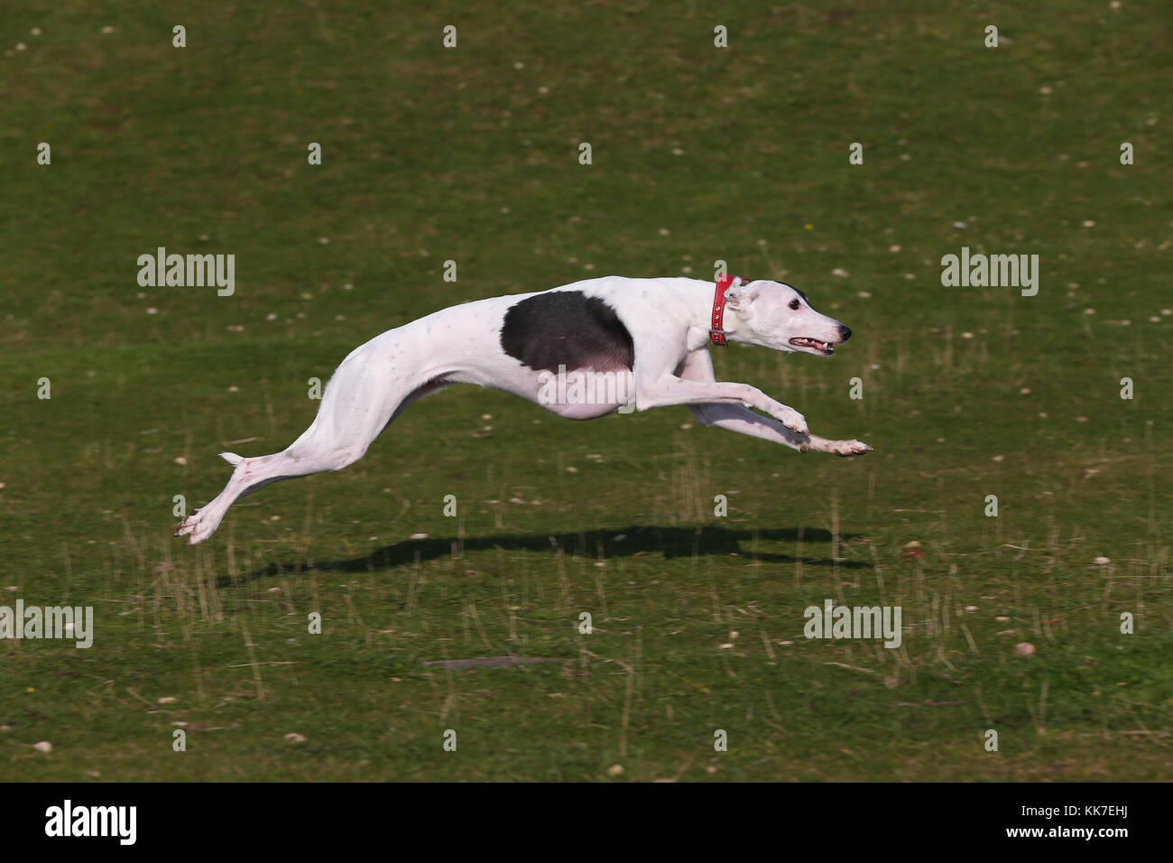 Whippet Running Stock Photos & Whippet Running Stock Images - Alamy