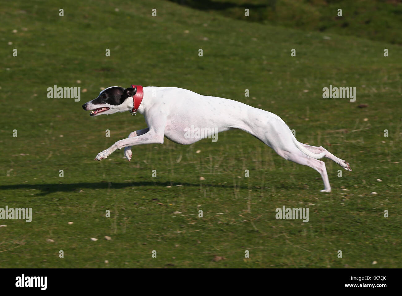 Whippet Running Stock Photos & Whippet Running Stock Images - Alamy
