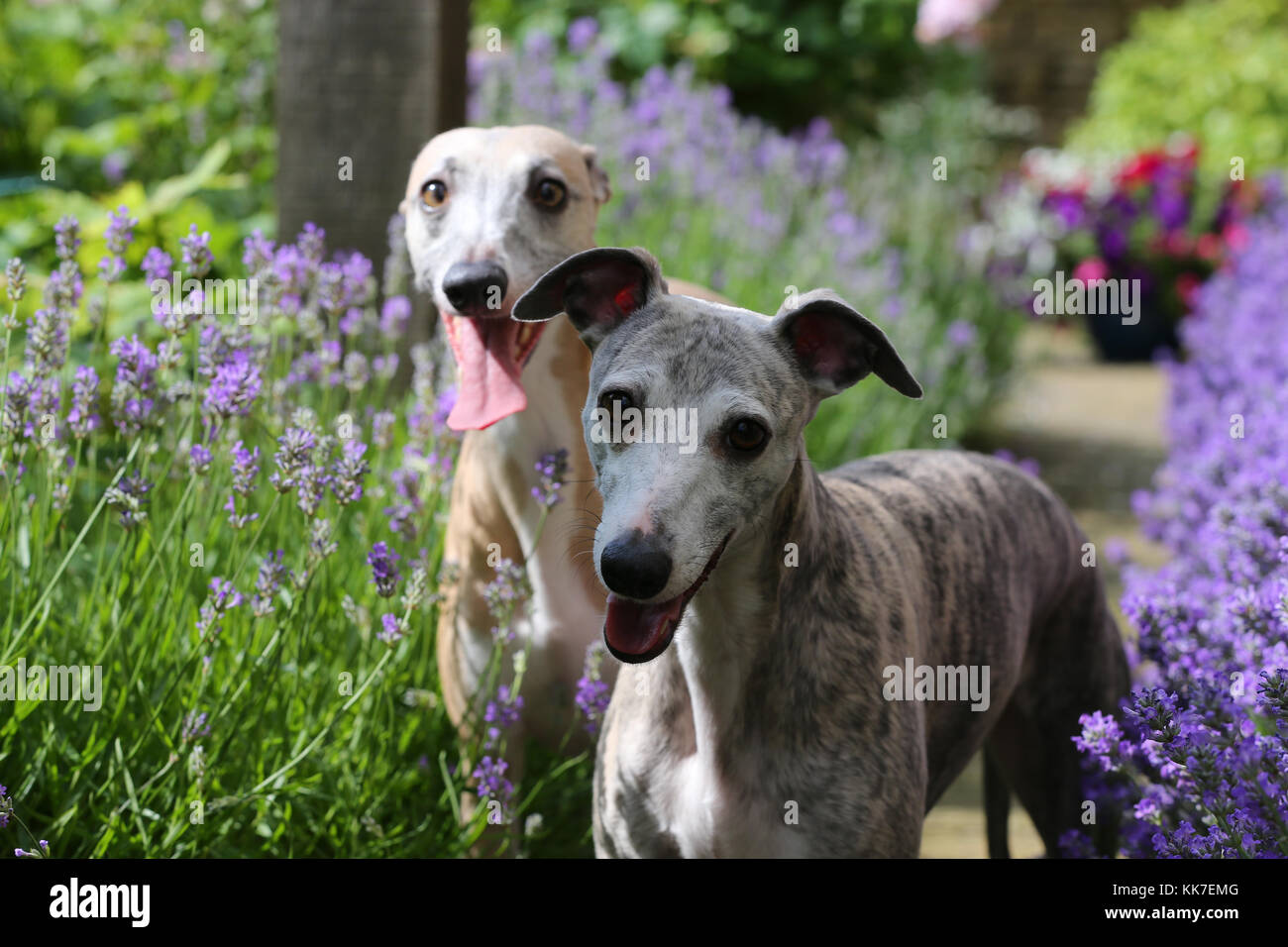 White and brindle hi-res stock photography and images - Alamy