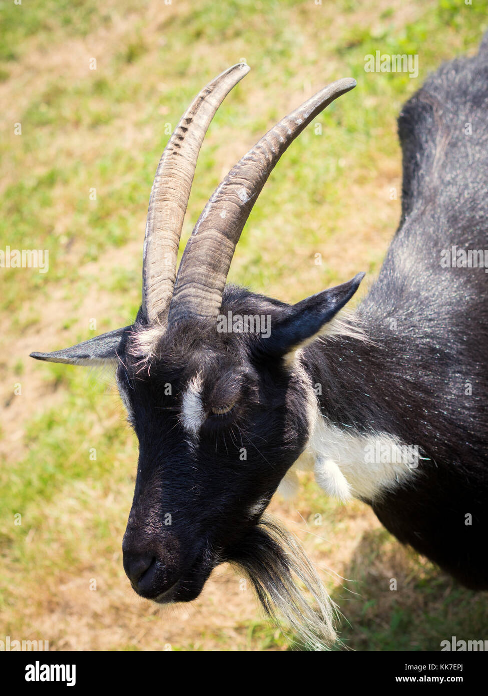 Black goat close up Stock Photo - Alamy
