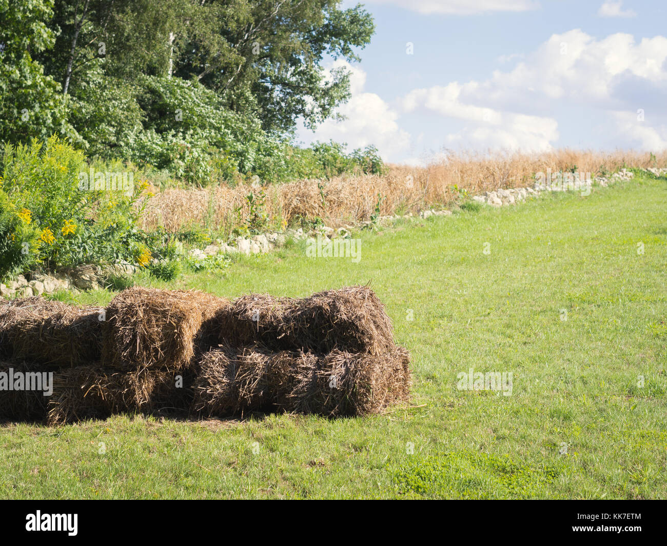 Rural landscape with hay laying on the ground next to the cornfield ...
