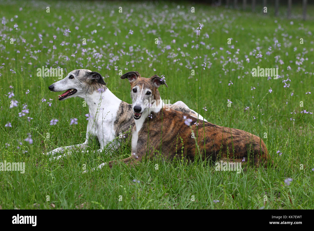 Lurcher Whippet Dogs Stock Photo - Alamy