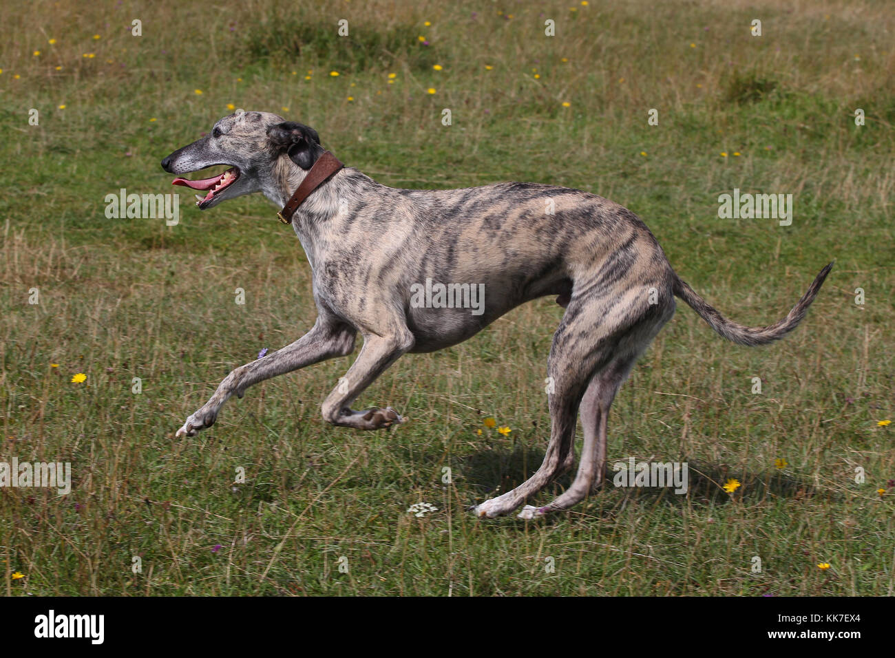 Whippet hi-res stock photography and images - Alamy