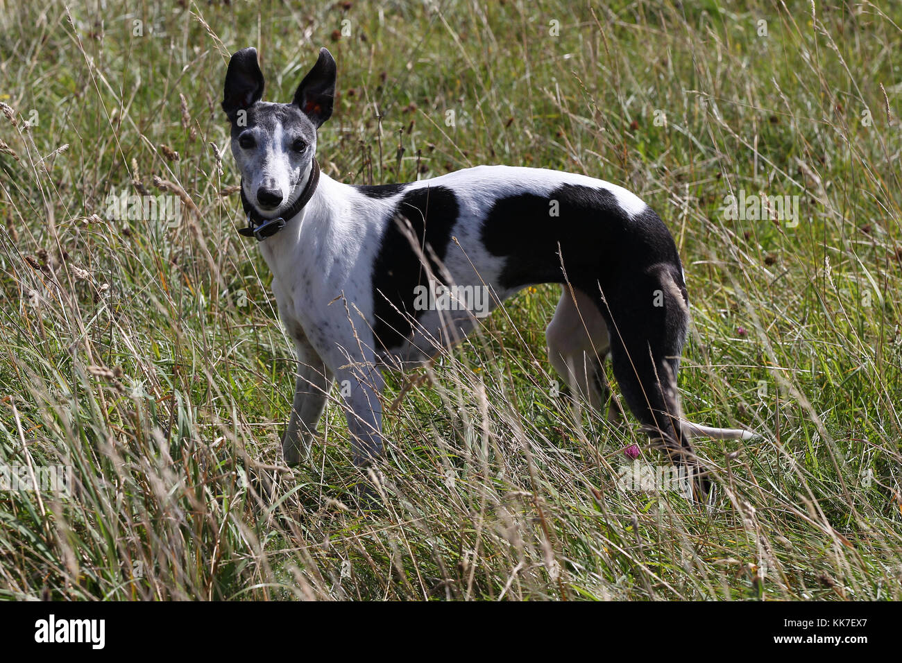 Whippet Dogs High Resolution Stock Photography and Images - Alamy
