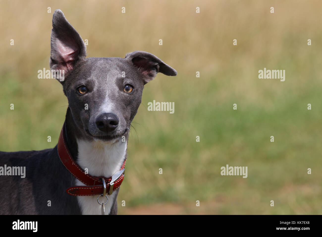 Whippet standing hi-res stock photography and images - Alamy