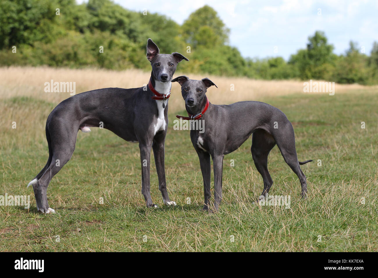 Whippet standing hi-res stock photography and images - Alamy