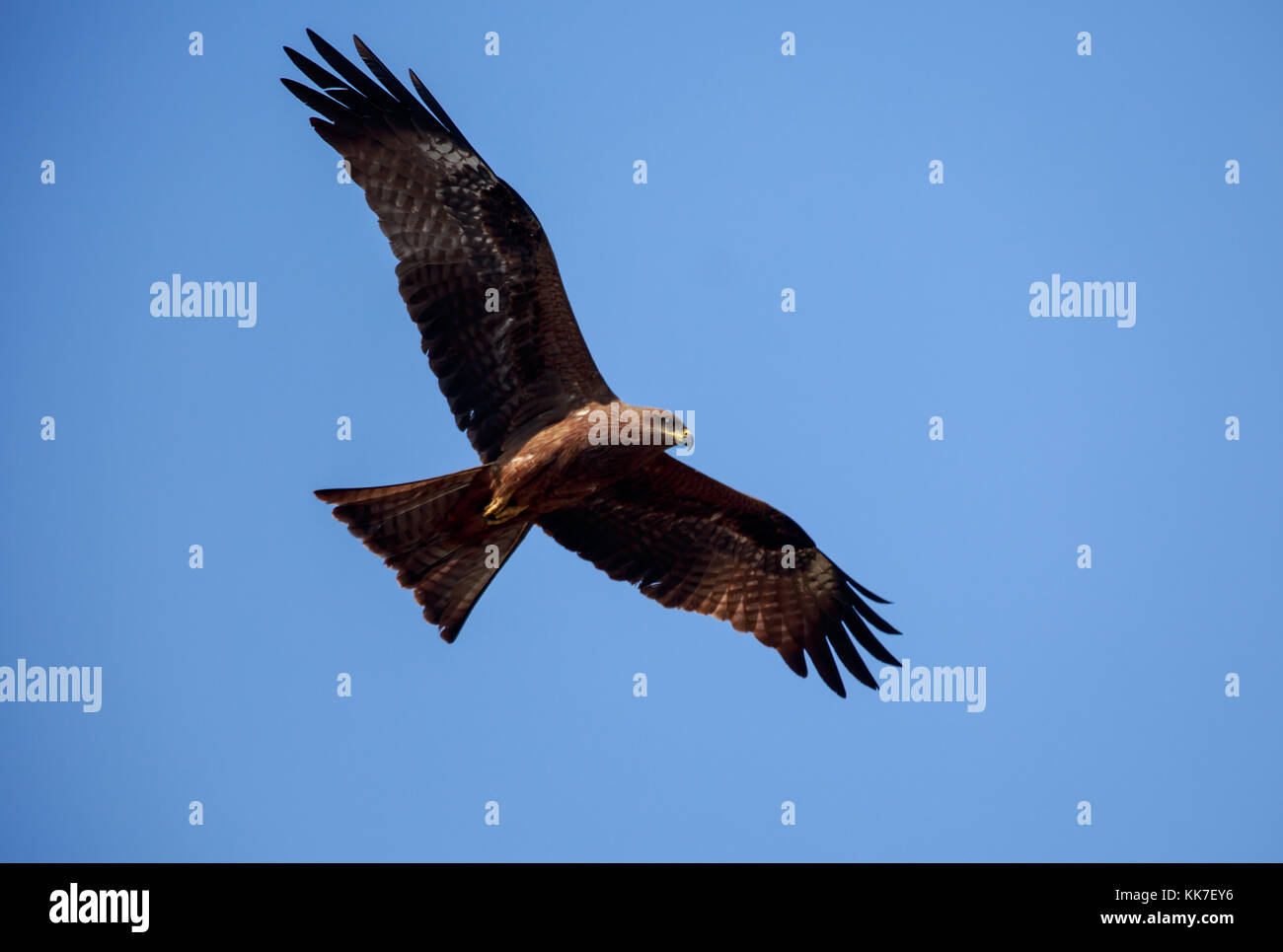 Indian black kite raptor bird hi-res stock photography and images - Alamy