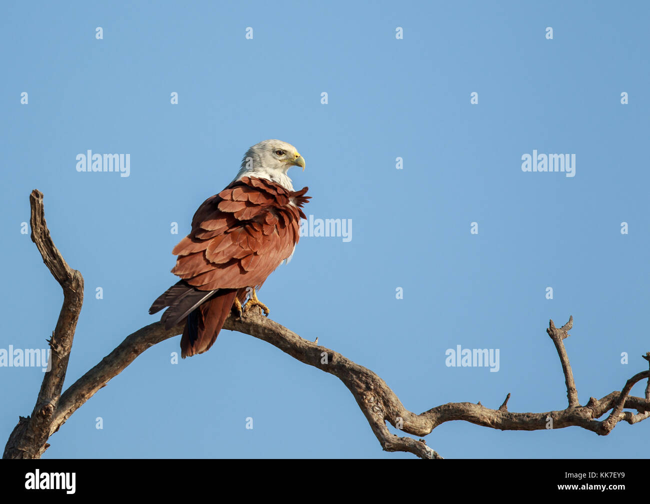 Red backed sea eagle hi-res stock photography and images - Alamy