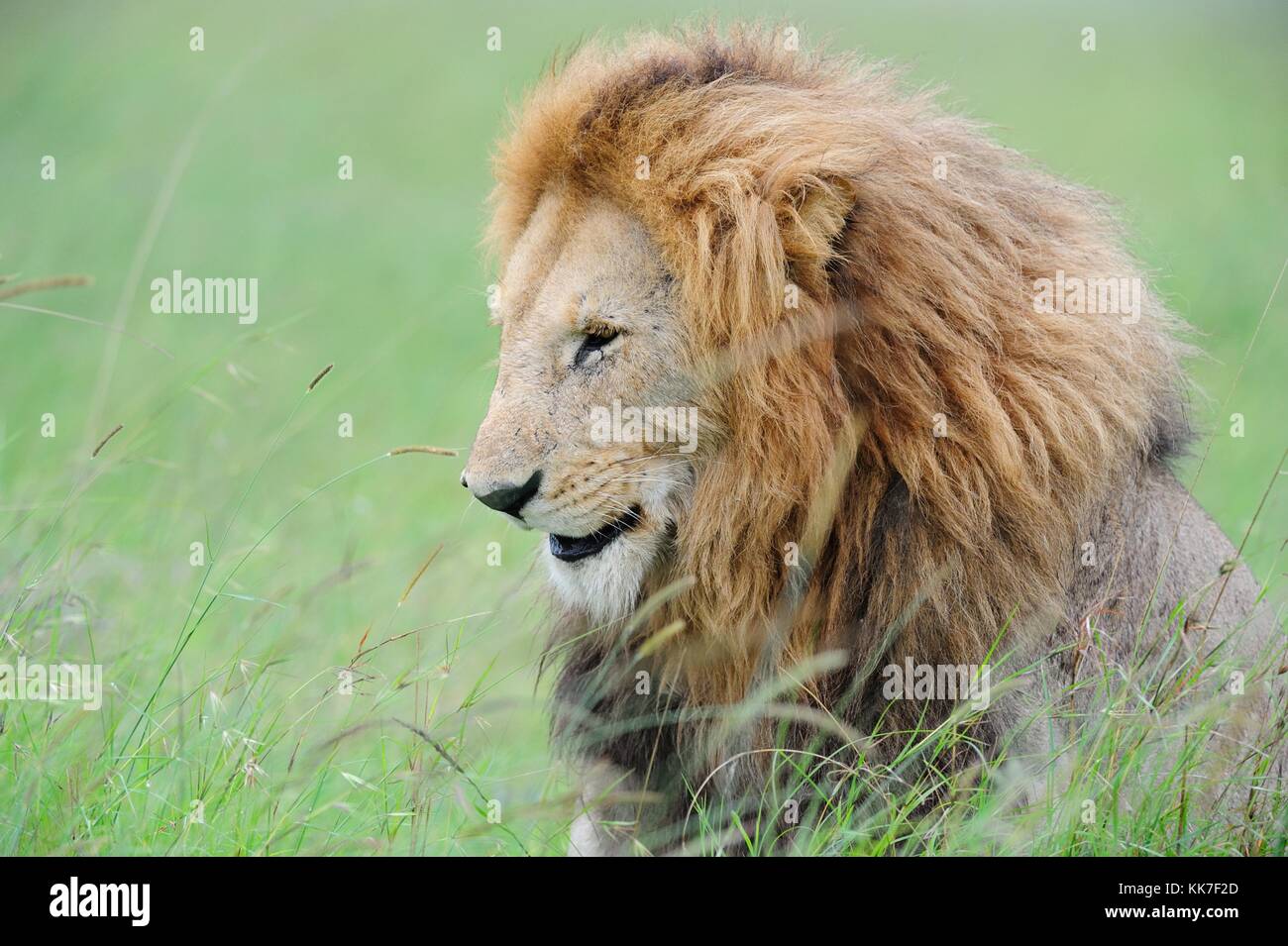 Lion Smiling
