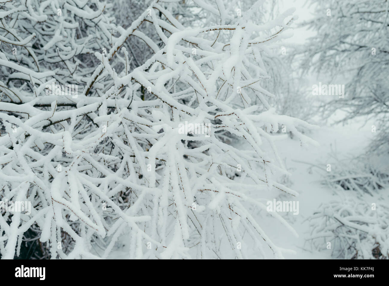 Winter fairytale. Tree branches are covered with fluffy snow. Beautiful ...