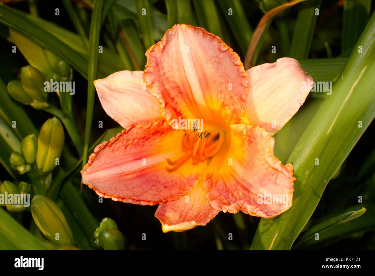 Daylily in spring, Pennsylvania Stock Photo - Alamy