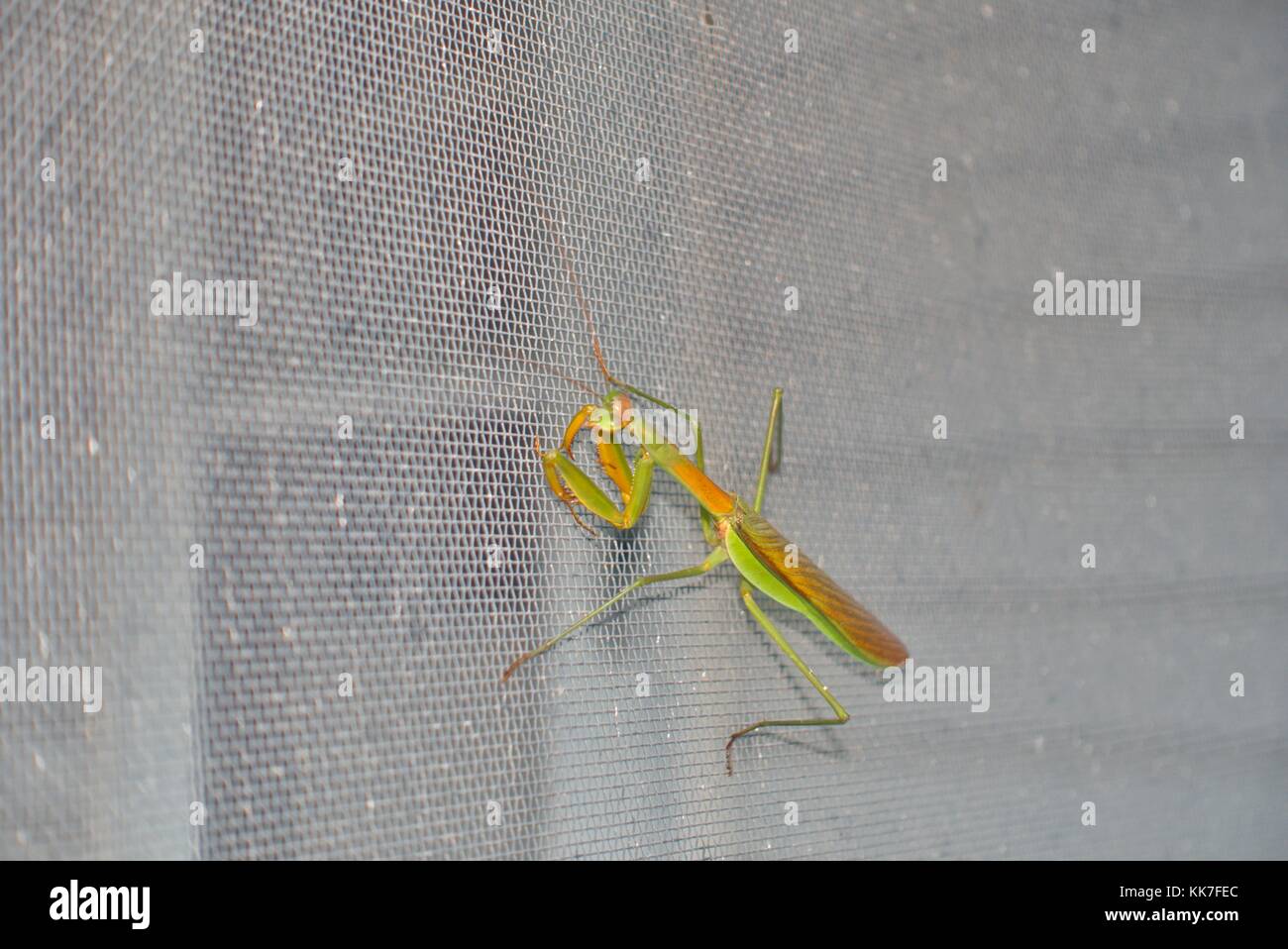 Praying mantis on a screen porch Stock Photo - Alamy