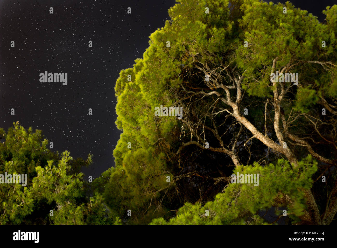 green trees bottoms up view with the night sky and the stars on the ...