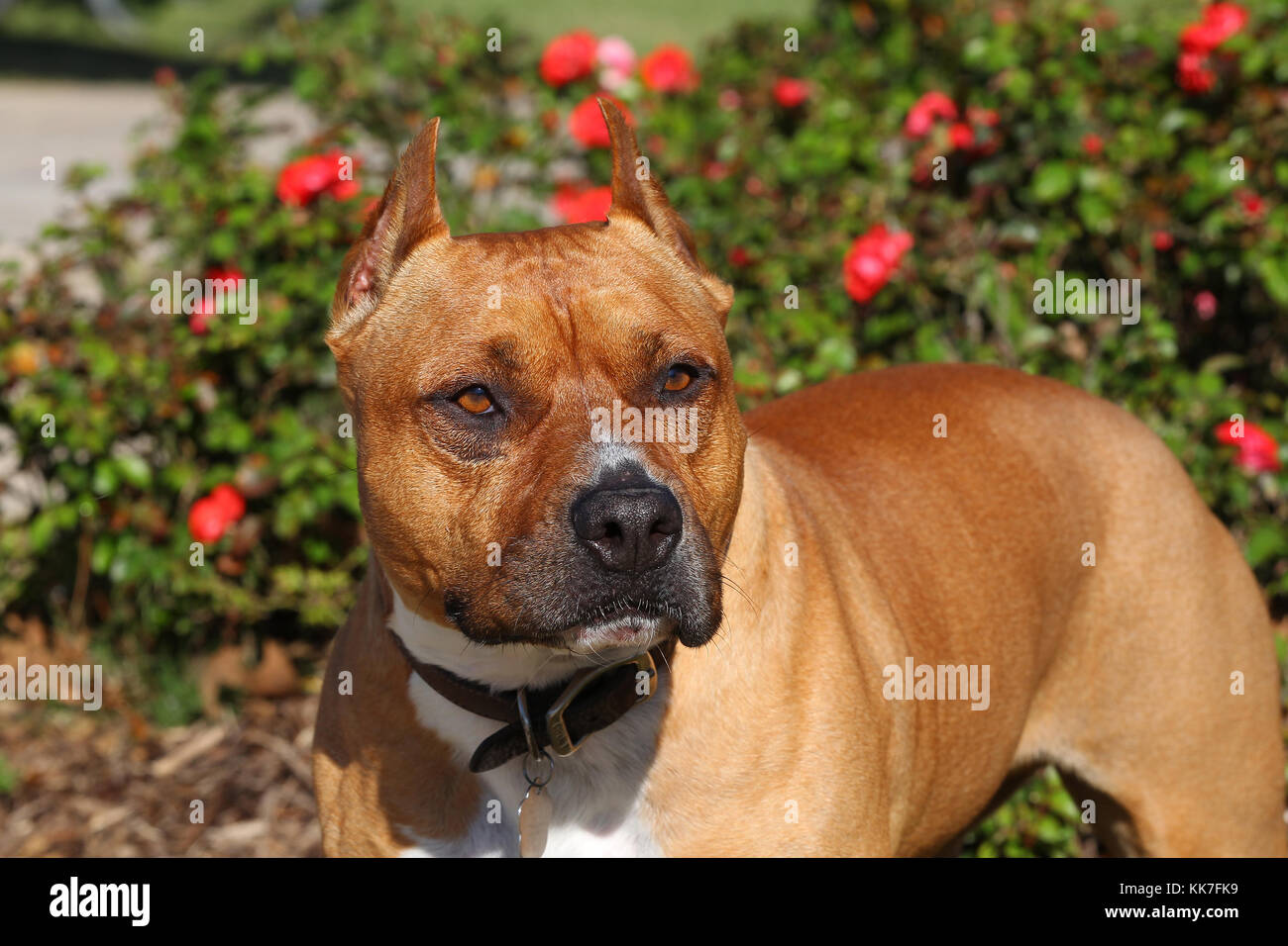 Staffordshire terrier cropped ears hi-res stock photography and images ...