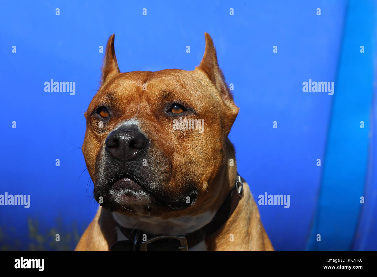 Staffordshire terrier cropped ears hi-res stock photography and images ...