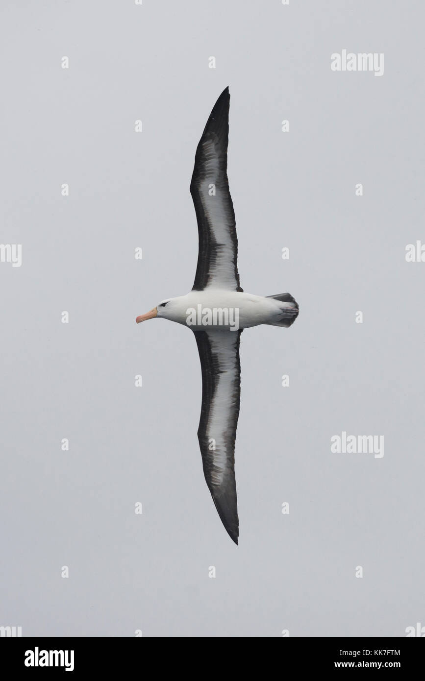 Black browed albatross hi-res stock photography and images - Alamy