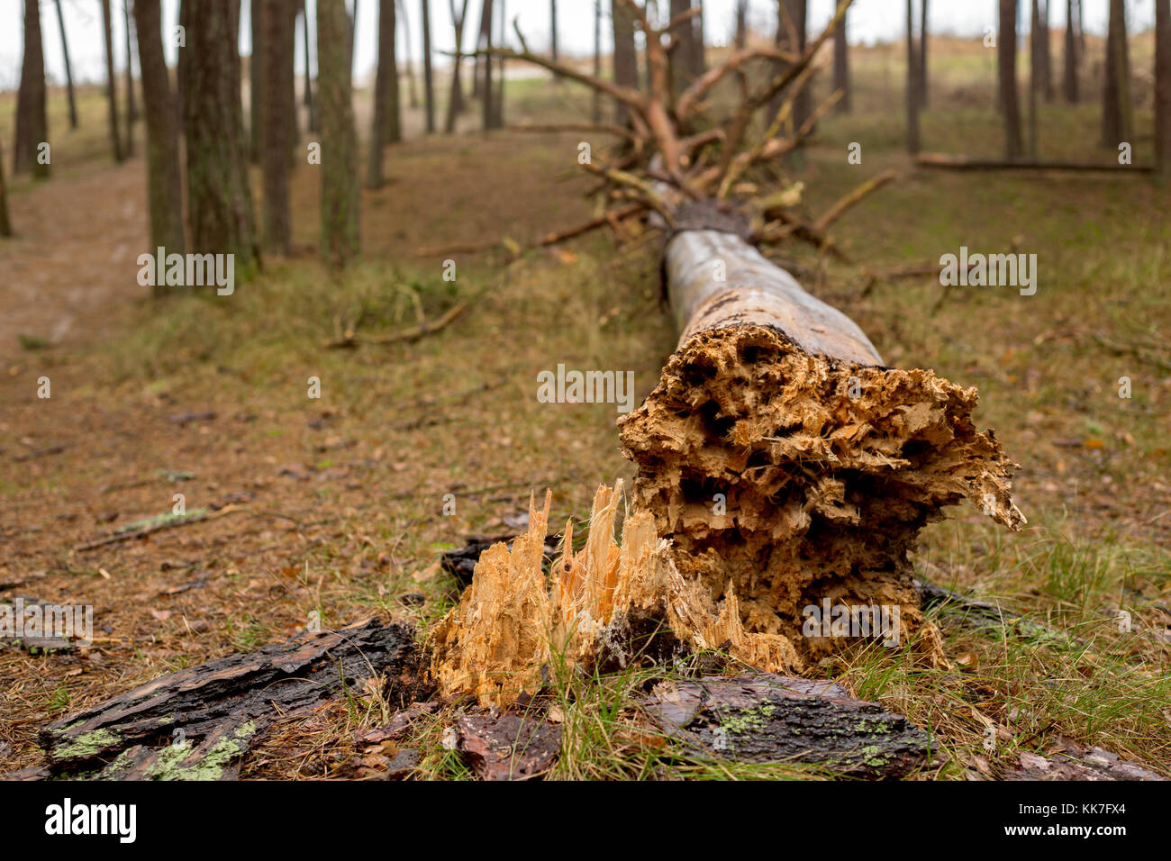 Breege, Germany, pine upset by pest infestation Stock Photo - Alamy