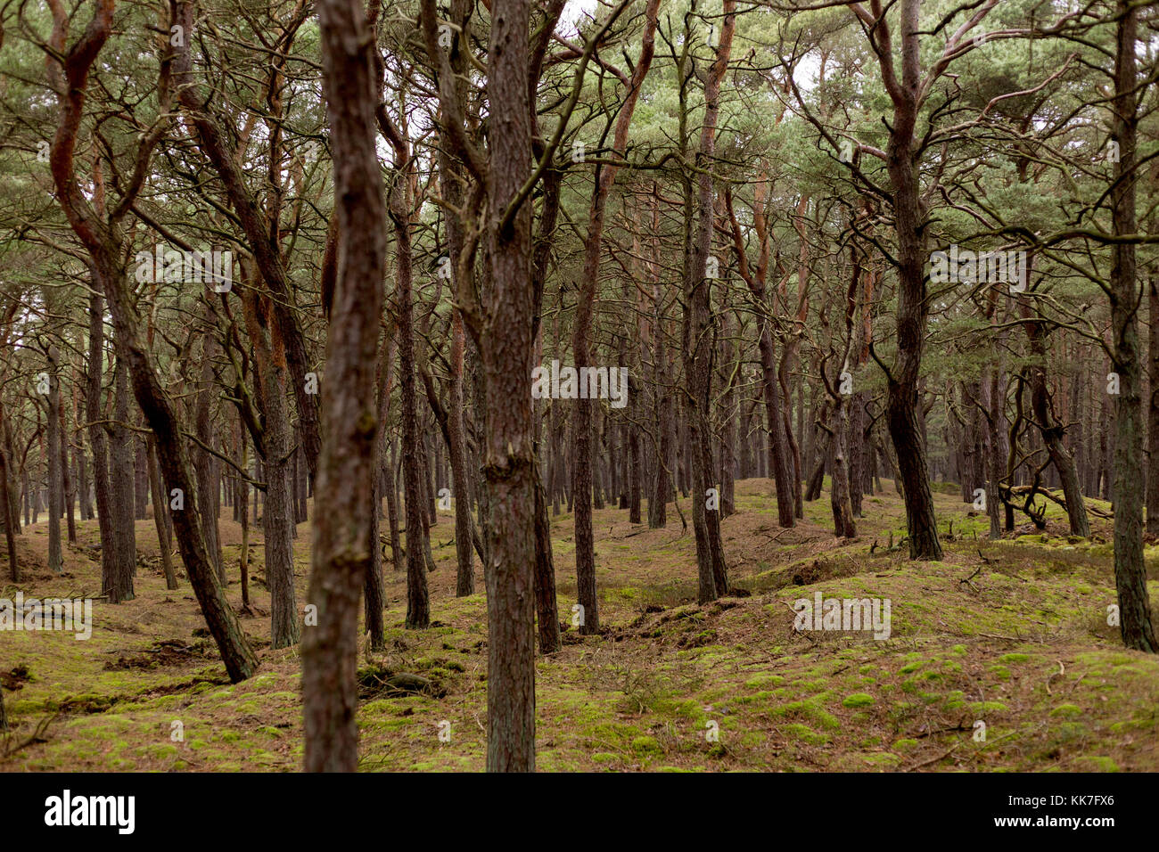 Breege, Germany, pine forest Stock Photo - Alamy