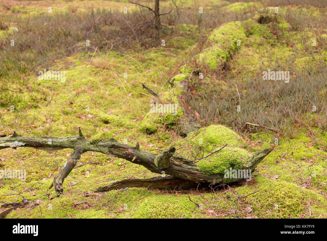 Dead tree trees trunk hi-res stock photography and images - Alamy