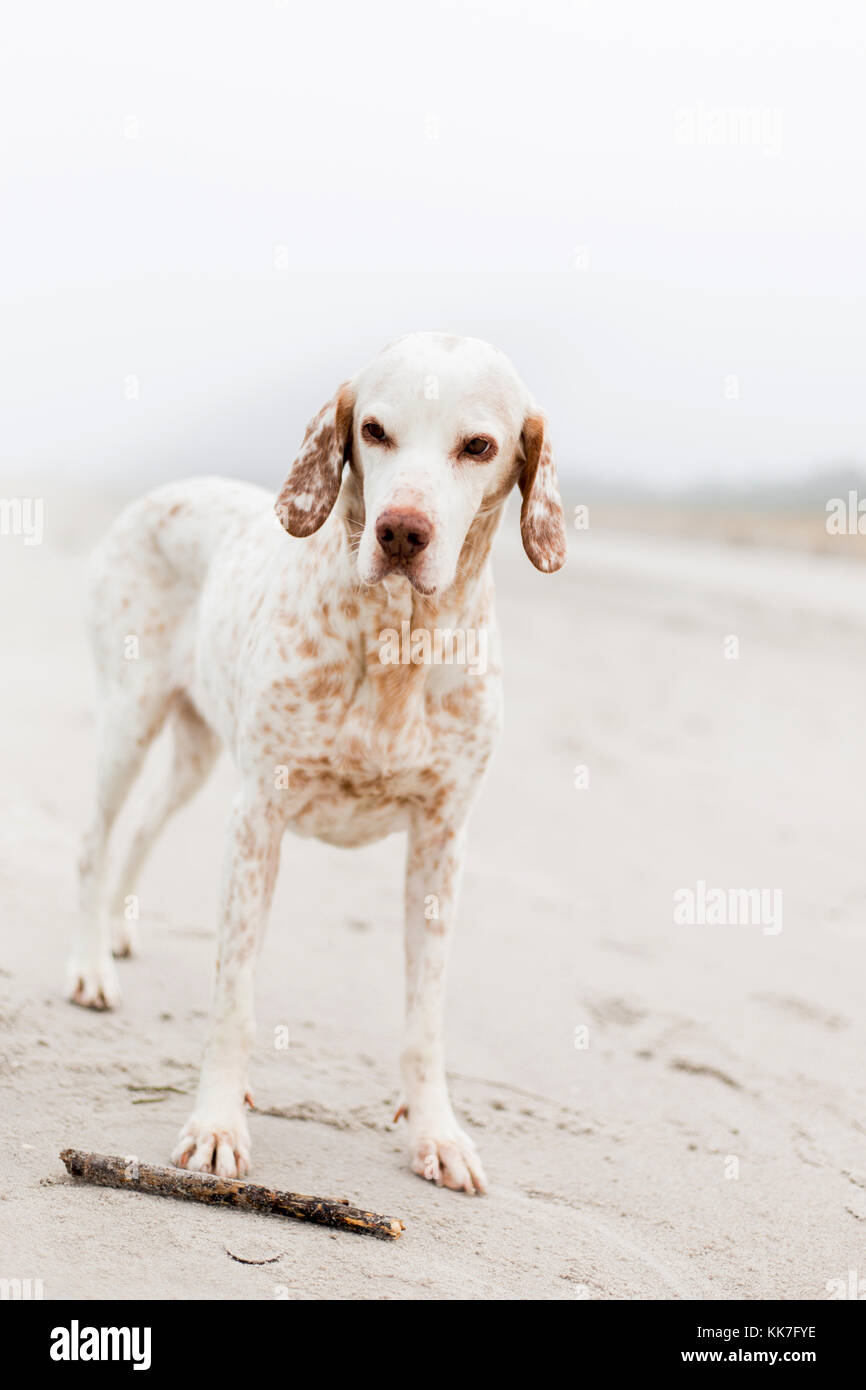 Breege, Germany, a dog on the beach of Breege on Ruegen Stock Photo - Alamy