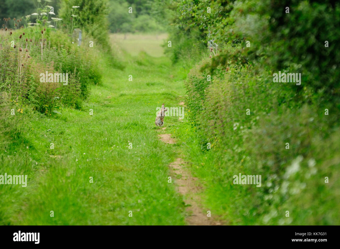 Rabbit hedge hi-res stock photography and images - Alamy