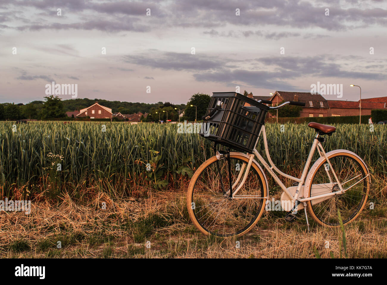 Dutch bike in a wheat field in countryside Limburg (The Netherlands ...