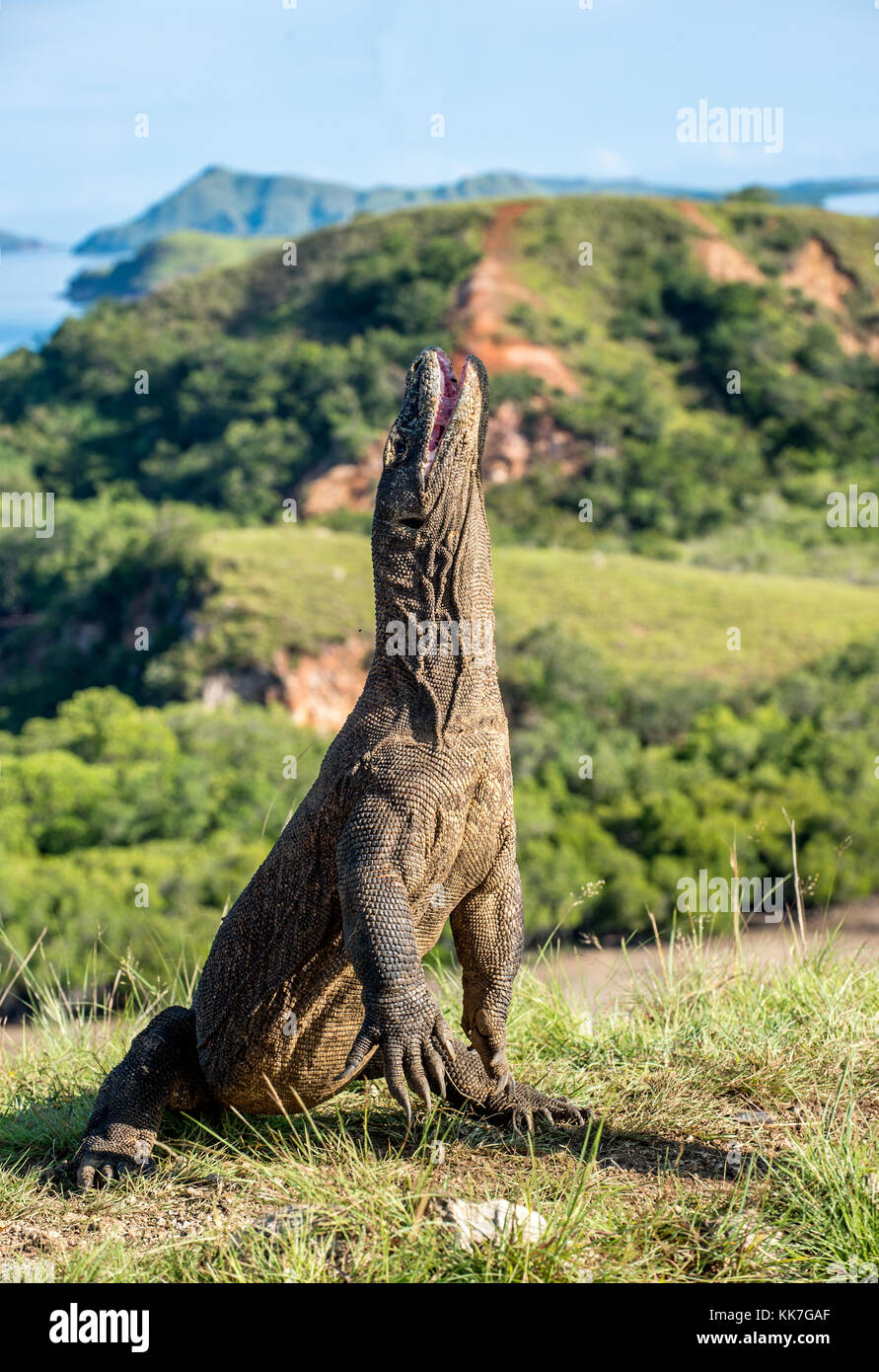 The Komodo dragon (Varanus komodoensis) stands on its hind legs and ...