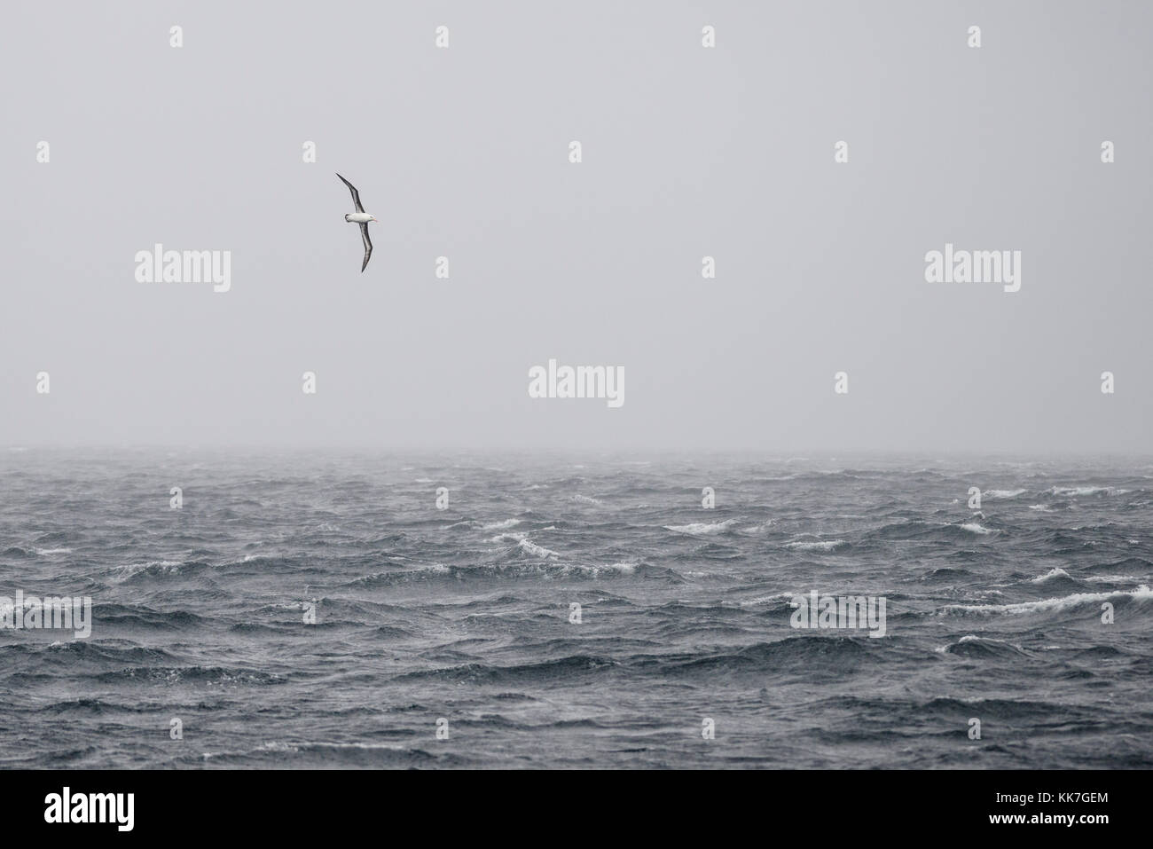 Black-browed Albatross flying in windy weather on the Straits of ...