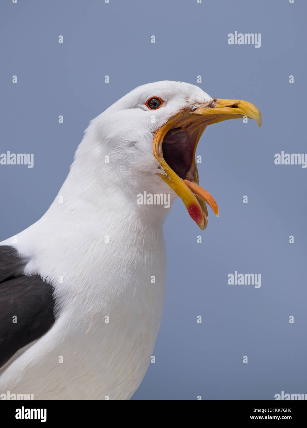 Kelp Gull (Larus dominicanus) from Punta Arenas, Chile Stock Photo - Alamy