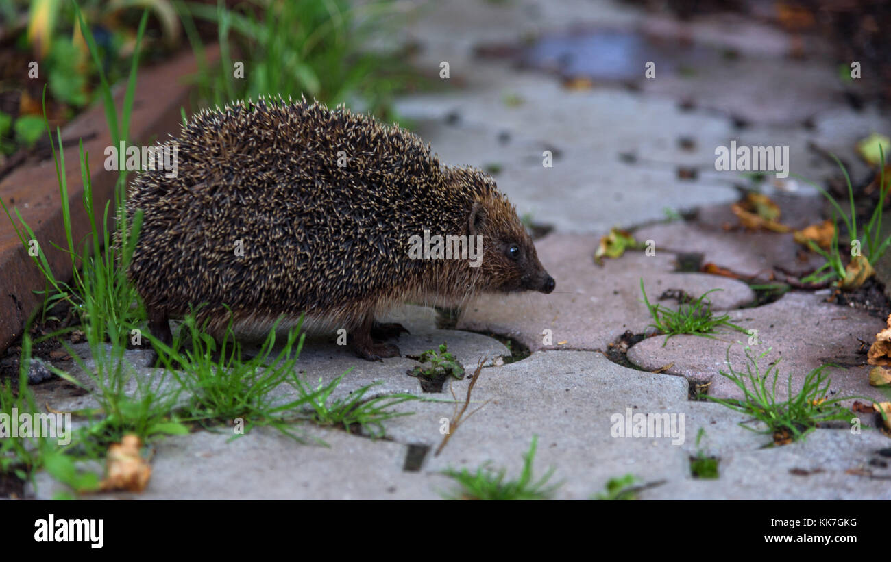 Hedgehog standing closeup Stock Photo - Alamy