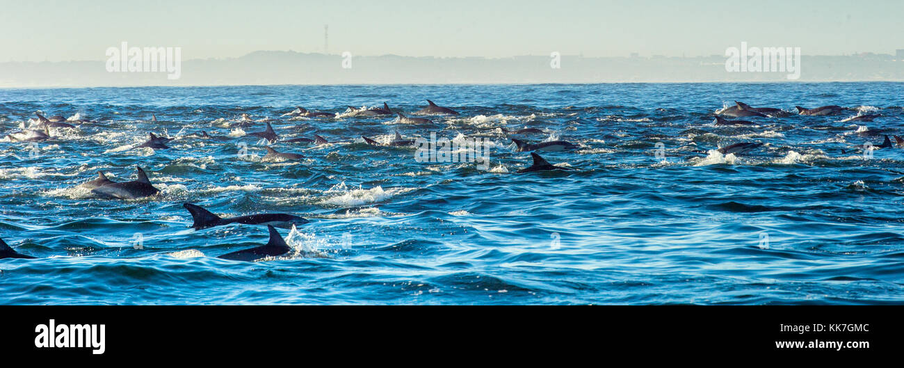 Dolphins, swimming in the ocean and hunting for fish. Dolphins swim and ...