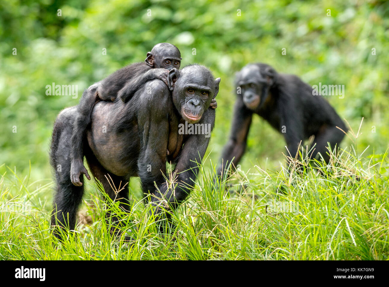 Close up Portrait of Bonobo Cub on the mother's back in natural habitat ...