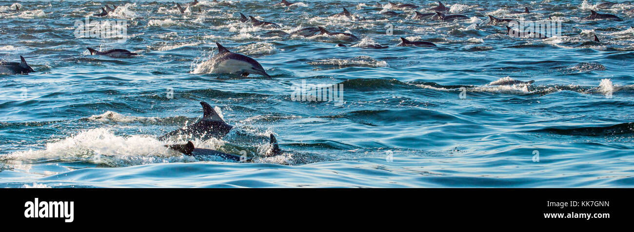 Dolphins, swimming in the ocean and hunting for fish. Dolphins swim and ...