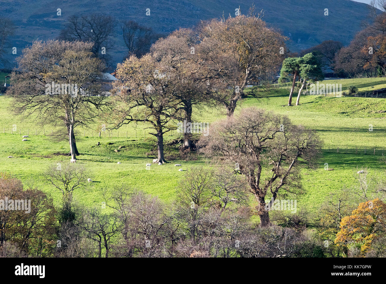 Trees in a field by the River Conwy North Wales Stock Photo - Alamy