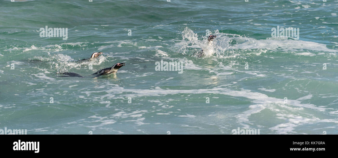 African penguins swim in the blue water of the ocean and foam of the ...