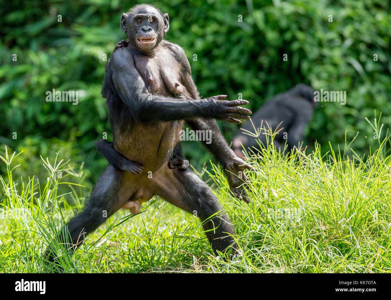 Human and chimp face to face hi-res stock photography and images - Alamy