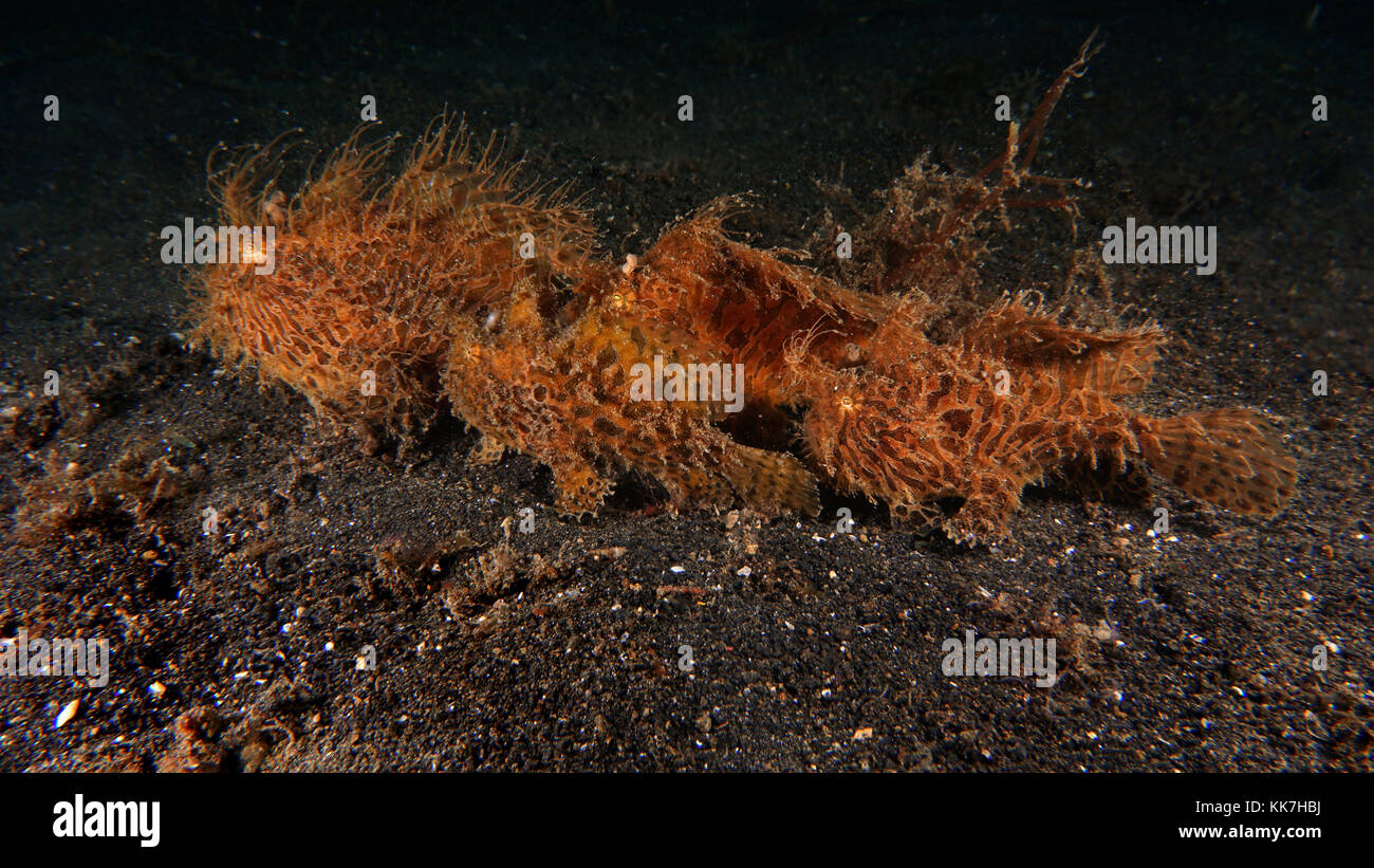 Hairy Frogfish Mating Caravane Antennarius Striatus Stock Photo - Alamy