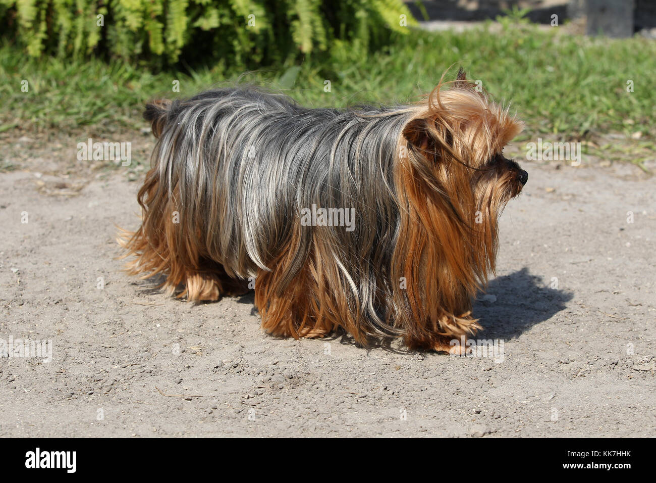 Wheaten terrier hi-res stock photography and images - Alamy