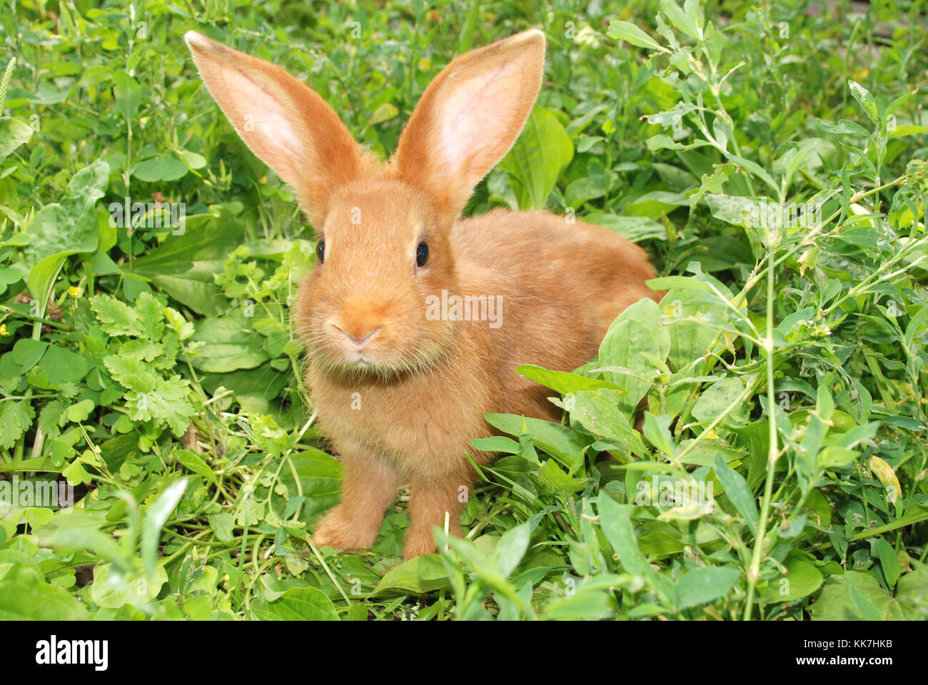 Little orange rabbit isolated on white background Stock Photo - Alamy