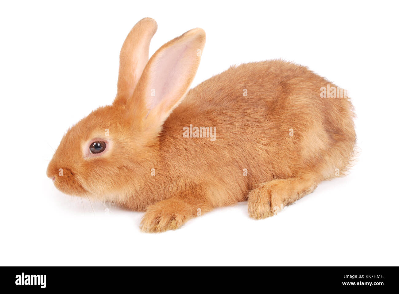 Little orange rabbit isolated on white background Stock Photo - Alamy