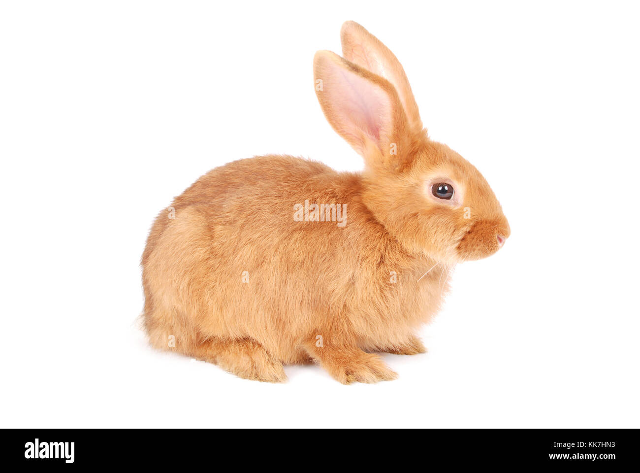 Little orange rabbit isolated on white background Stock Photo - Alamy